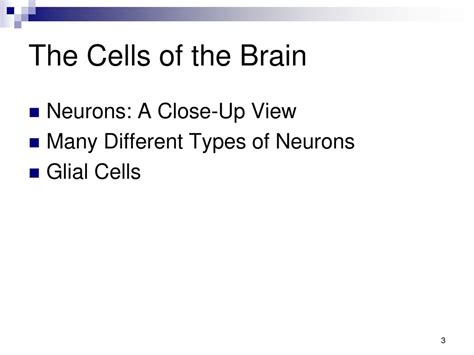 3 Neurons And Synapses Brain And Behavior David Eagleman Ppt Download