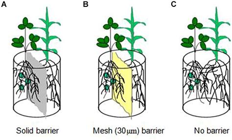 Frontiers Arbuscular Mycorrhizal Fungi And Rhizobium Facilitate