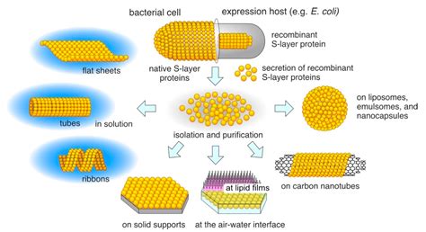 Crystals Free Full Text Patterns In Nature—s Layer Lattices Of