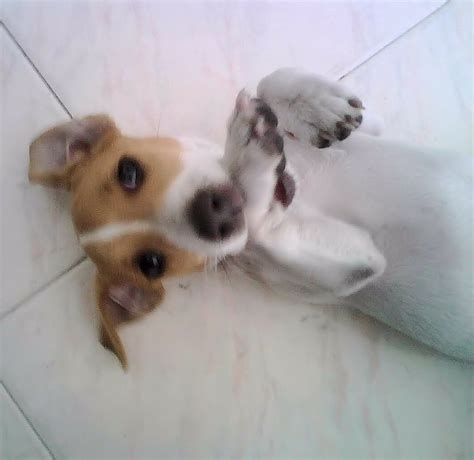 Mascotas En Bienestar ¿cómo Hacer Cuando Mi Perro Está Ansioso
