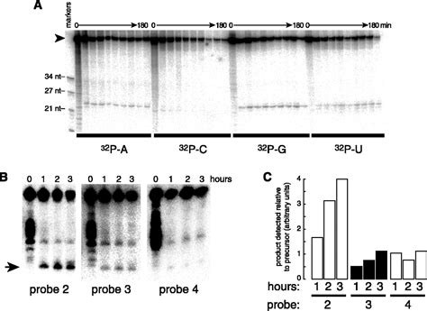 A Cellular Function For The Rna Interference Enzyme Dicer In The
