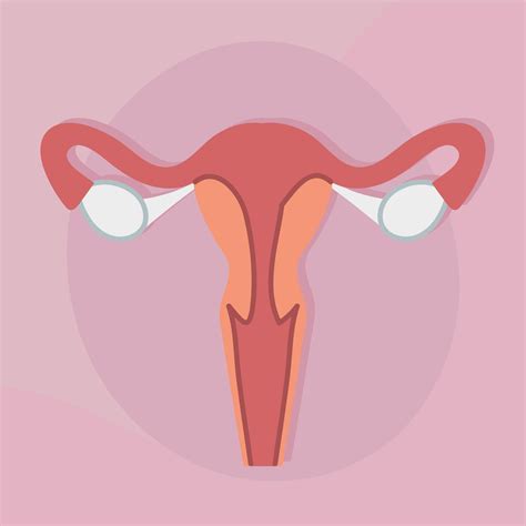 Sistema Reproductivo Femenino 2591910 Vector En Vecteezy