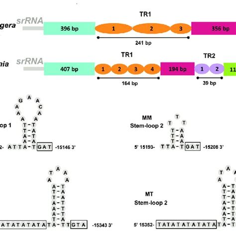 A T Rich Region Of Two Nemourid Mitogenomes A Structure Elements Found