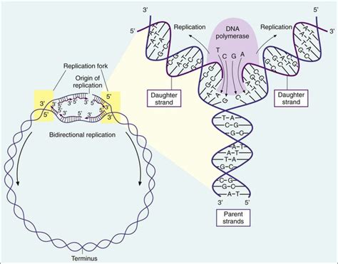 Bacterial Genetics Metabolism And Structure Clinical Gate