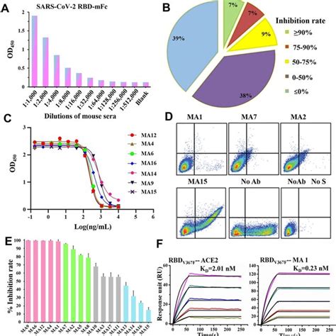 Characterization Of Rbd‐specific Mabs Inhibiting Binding Of The S To