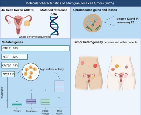 Cancers Free Full Text Whole Genome Analysis Of Ovarian Granulosa
