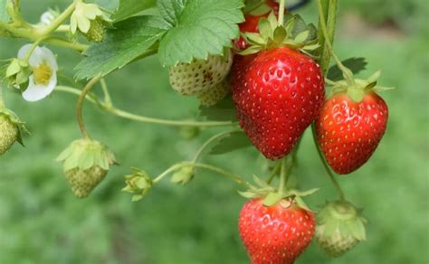 Comer Fresas Diariamente Podría Mejorar La Salud Del Corazón Según Una