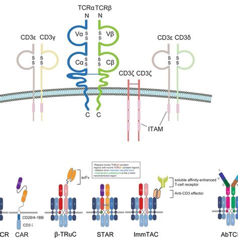 Tcr Structure A Tcr Cd3 Complex And Itam Cysteine S Mediates