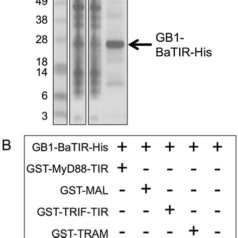 Sequence Alignment Of Tir Domain Proteins Sequence Alignment Of The