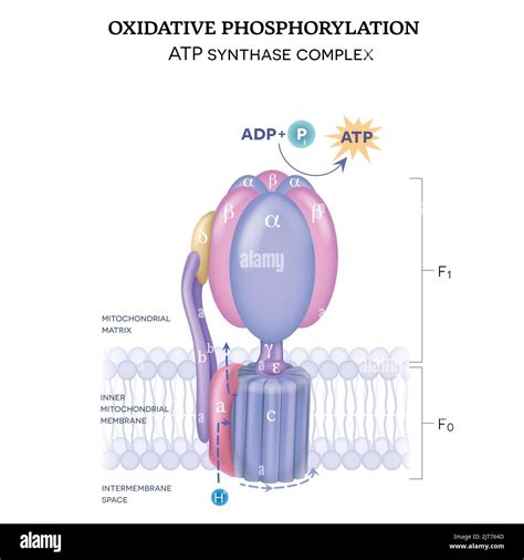 The Atp Synthase Structure Complex V Consists Of Two Components F0