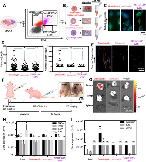 Mdscs Subpopulations Exhibit Distinct Dissemination And Gene Expression