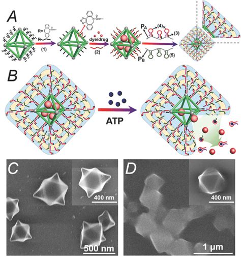 A Synthesis Of Atp‐responsive Dna Polyacrylamide‐hydrogel‐coated Nmofs