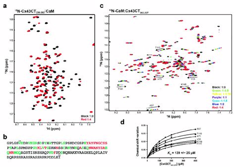 Characterizing The Interaction Between The Cx43ct236 382 Domain And