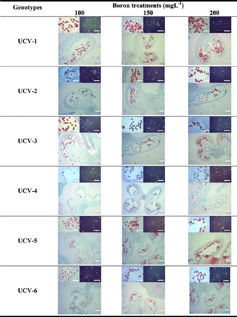 Effect Of Foliar Boron Application On Pollen Quality Fda Upper Right