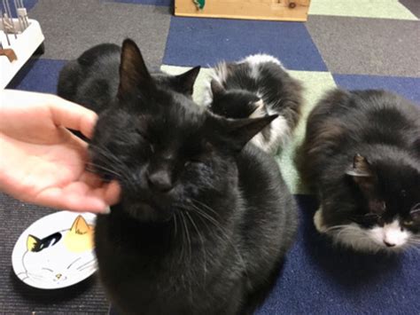 黒猫オスのリルの家族になってください。 玉サブロー 中野富士見町の猫の里親募集｜ジモティー