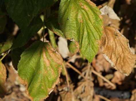 Raspberry Disease 196650 Ask Extension