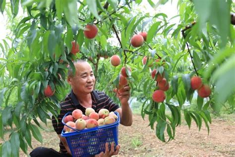 採摘季！水蜜桃、藍莓、小番茄……水果繽紛登場，來品嘗夏日的甜蜜滋味！ 每日頭條