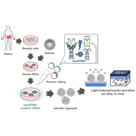 Light Stimulated Insulin Secretion From Pancreatic Islet Like Organoids