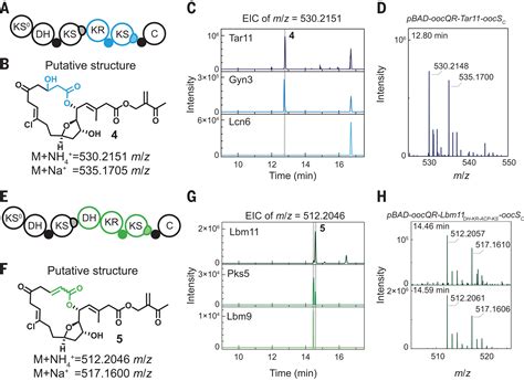Evolution Guided Engineering Of Trans Acyltransferase Polyketide