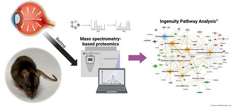 Ijms Free Full Text Proteomics Based Identification Of Retinal