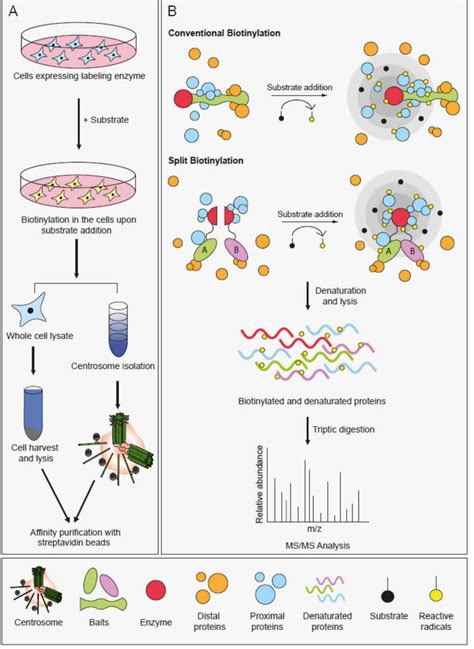 A Proximity Dependent Biotinylation Map Of A Human Cell 60 Off