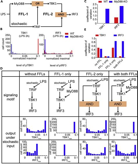 Dual Feedforward Loops Modulate Type I Interferon Responses And Induce