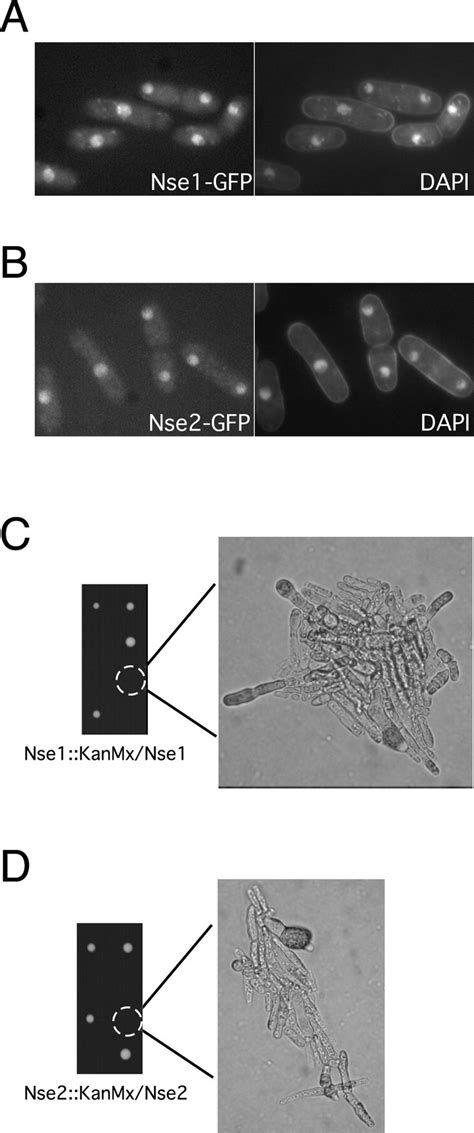 Novel Essential Dna Repair Proteins Nse1 And Nse2 Are Subunits Of The