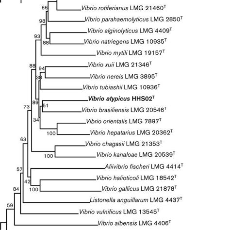Phylogenetic Tree Based On Seven Concatenated Gene Loci Sequences