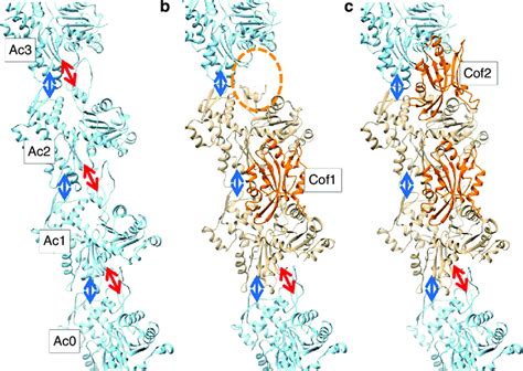 Model For Cooperative Binding Of Cofilin To The Actin Filament The