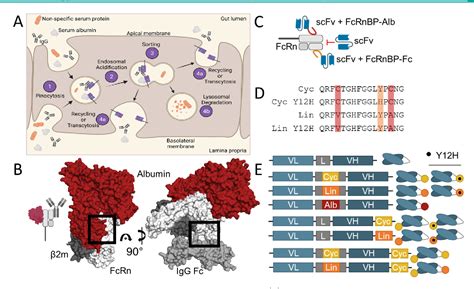 Figure 1 From Short Fcrn Binding Peptides Enable Salvage And