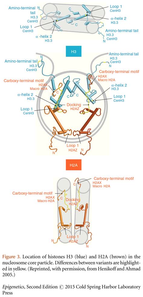 Histone Translational Modifications And Variants A Sc