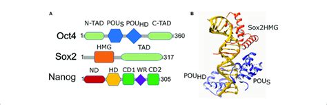 Domain Organization And Structural Arrangement Of Oct4 Sox2 And