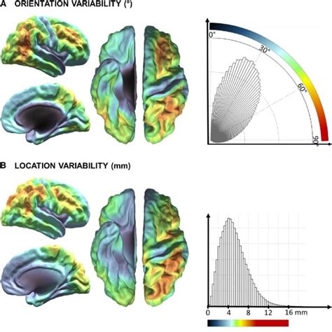Representation Of Inter Individual Cortical Shape Variability As