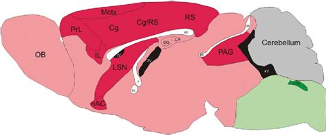 Excitatory Inhibitory Balance And Circuit Homeostasis In Autism