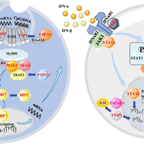 The Production Of Type I Interferons And Type I Interferon