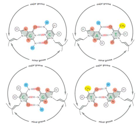 Transcription Factors Tf