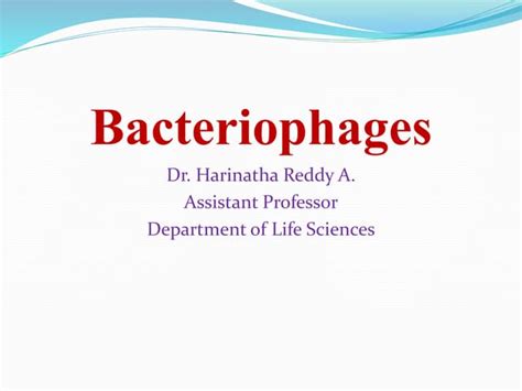 Bacteriophage Replication And Life Cycle Ppt
