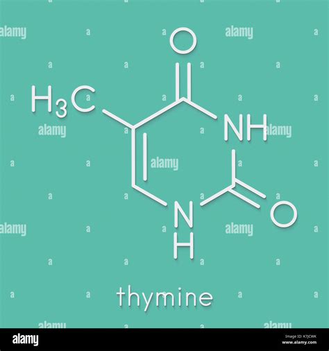 Thymine T Nucleobase Molecule Present In Dna Skeletal Formula Stock