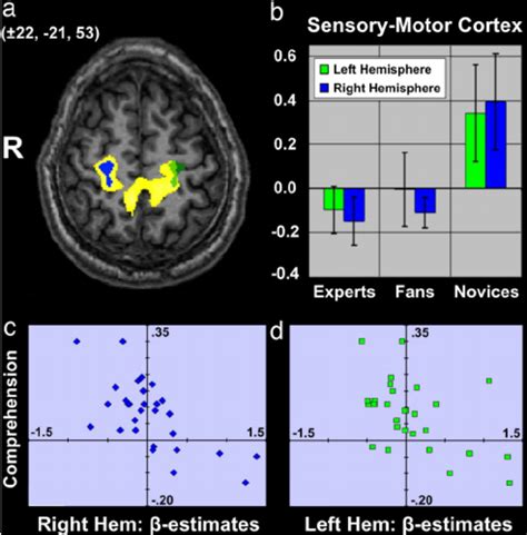 Visualization Of Primary Sensory Motor Cortex Negative Correlation