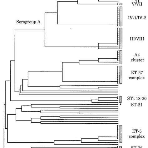Dendrogram Of Genetic Relationships Among 107 Strains Based On 6 Gene