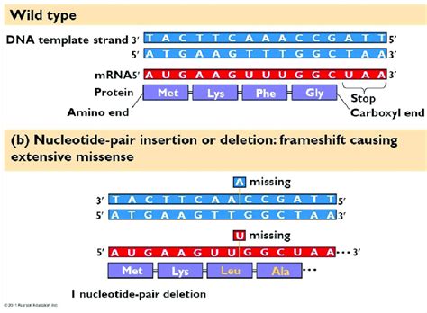 Nucleotide Pair Insertion Or Deletion Extensive Missense [pearson