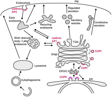 C Elegans As A Model For Membrane Traffic
