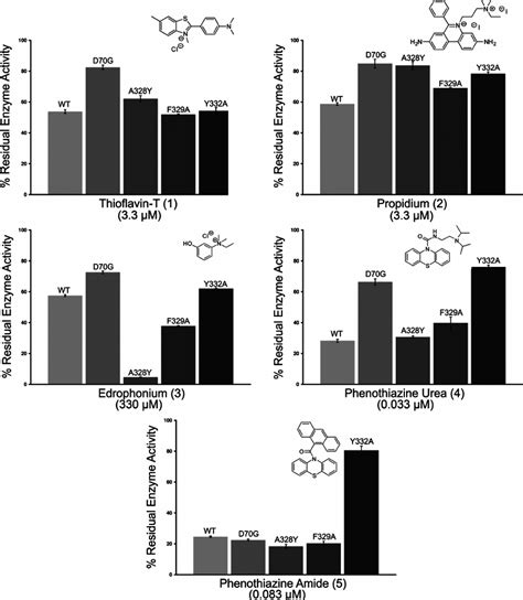 Enzyme Activity Of Wild Type Buche And Its Mutants In The Absence And