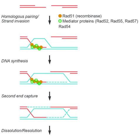 Pdf Replication Associated Recombinational Repair Lessons From
