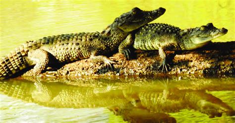 Crocodylus Palustris Juveniles Yala Photo Suranjan Karunarathna