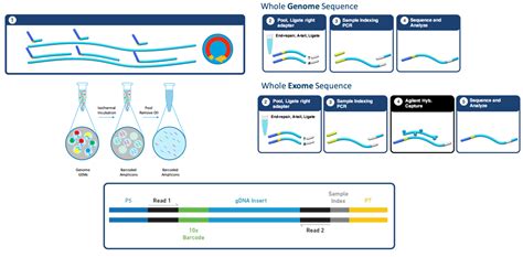 10x genomics data and assembly with supernova uc davis bioinformatics