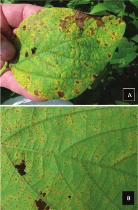 A Symptoms Of Sbr On The Upper Leaf Surface Of Soybean B Sbr