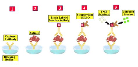 Elisa Introduction Principle Types Procedure And Resu
