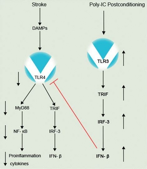 Poly Ic Postconditioning Activates The Tlr3 Irf3 Signal Open I