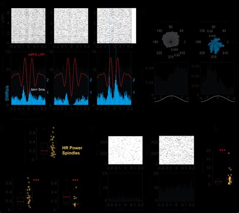 Modulation Of Spindle Related Thalamic Activity With Swrs A Spike